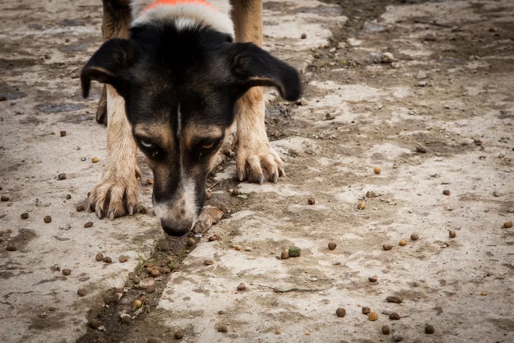 Low registration numbers fuel Cyprus stray dog crisis — Cyprus Today